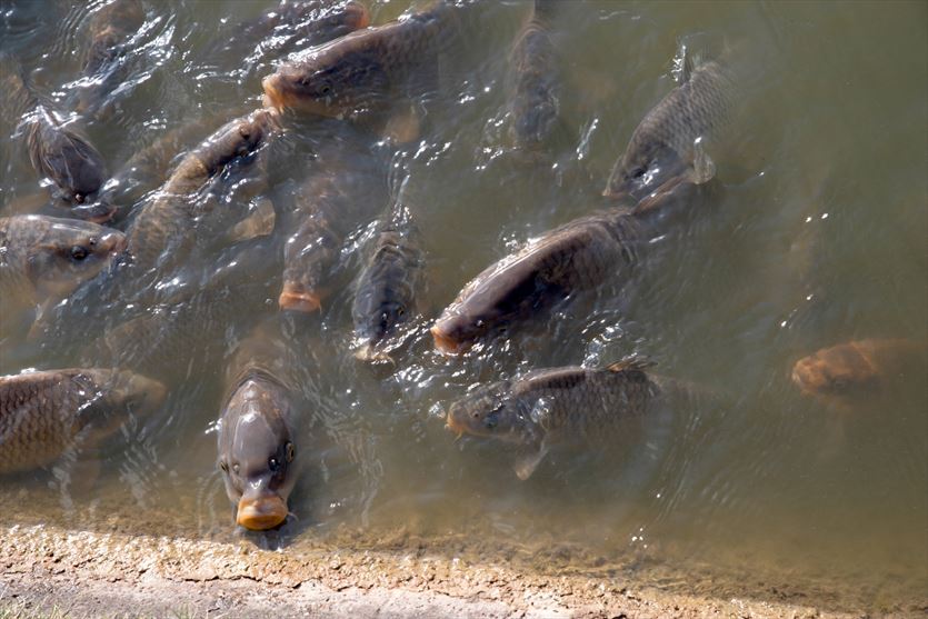 Maśluk Sp z o.o. Hodowla karpia i ryb słodkowodnych - Hodowla i połów ryb Parowa • pkt.pl