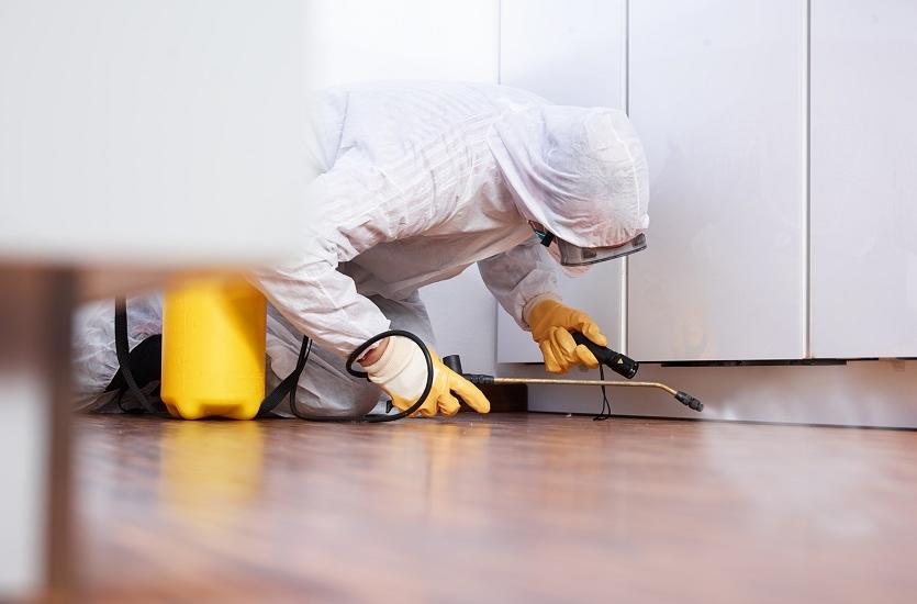 Dezynsekcja i deratyzacja: na czym polega i czego dotyczy