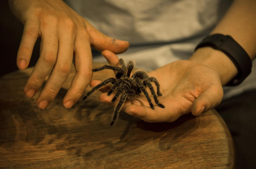 Przygotowanie terrarium dla pająka ze sklepem Spiders Forge