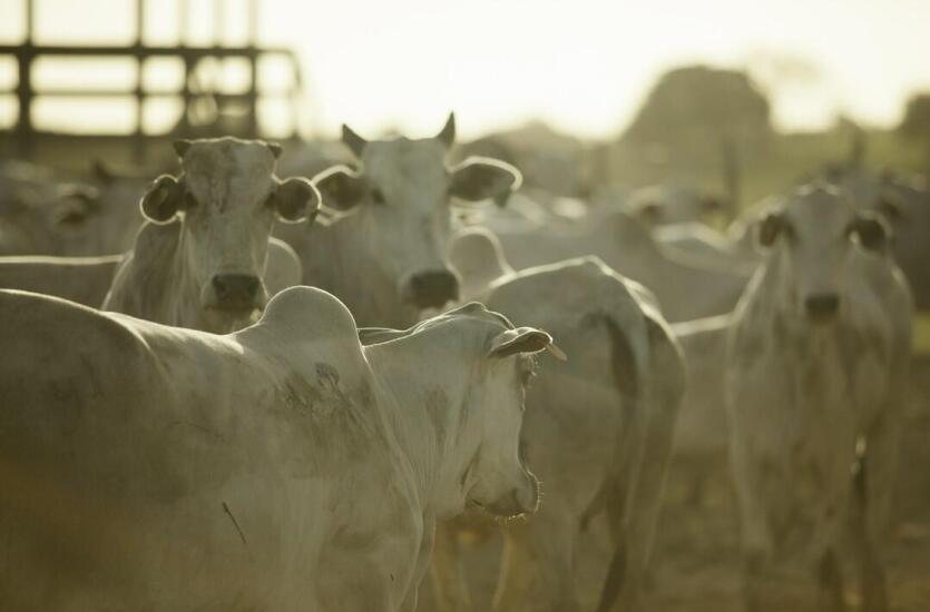 Inseminacja, czyli sztuczne zapłodnienie bydła z firmą Bracia Bis
