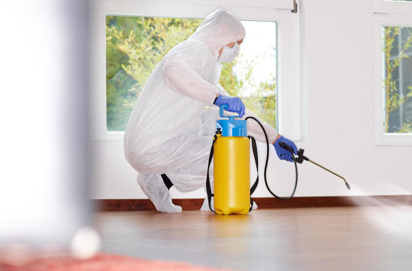 Jak się pozbyć karaluchów? Skuteczne sposoby na szkodniki